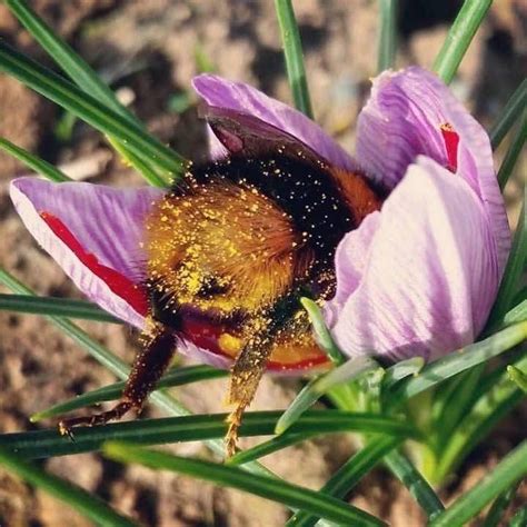 Adorable Bumblebee Butts On Flowers Bee In A Flower With Honey Fat