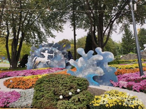 Квіткові зірки у Києві стартував фестиваль хризантем Вечірній Київ