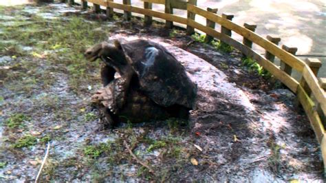 Turtles Sex Uncensored Youtube