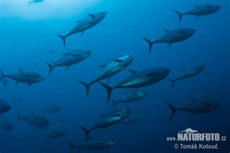 Thunnus Albacares Pictures Yellowfin Tuna Images Nature Wildlife