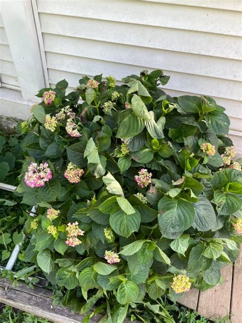 Fall Or Spring When To Cut Back Hydrangeas Citycacti