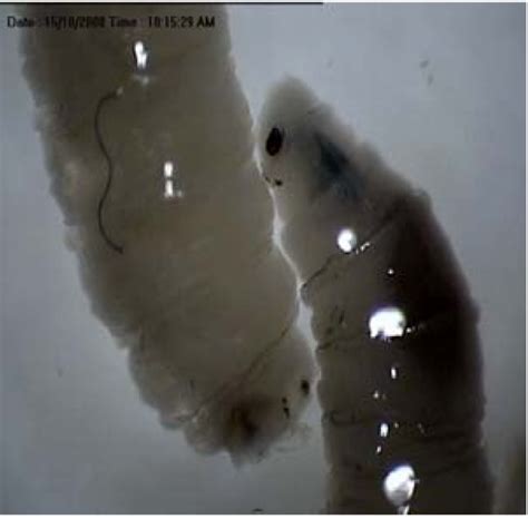 Posterior Spiracle Ps Within A Depressionpit Of Sarcophagidae