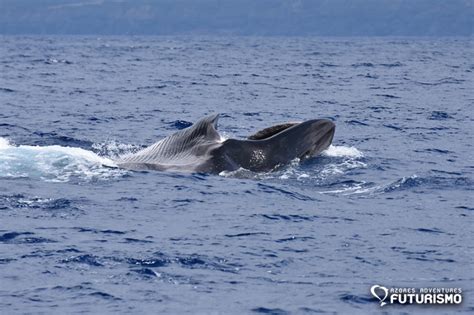 Whale Watching In March Azores Whales