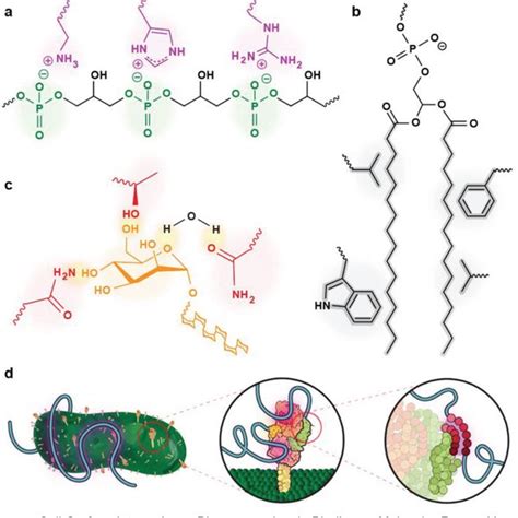 Multivalent Binding Between Biomacromolecules And Synthetic Polymers