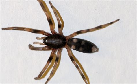 White Tailed Spider New Zealand All You Need To Know Professional