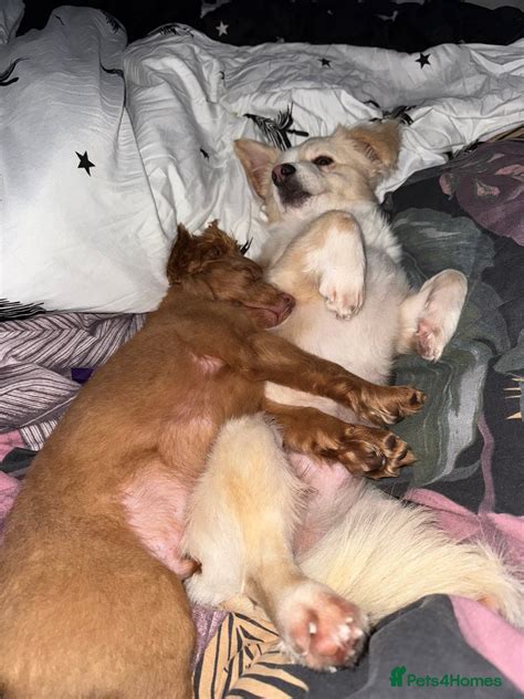 Loki Ginger Cockapoo For Sale In Pets4homes