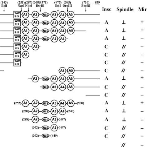 Summary Diagram Of The Inscuteable Functional Dissection Analysis