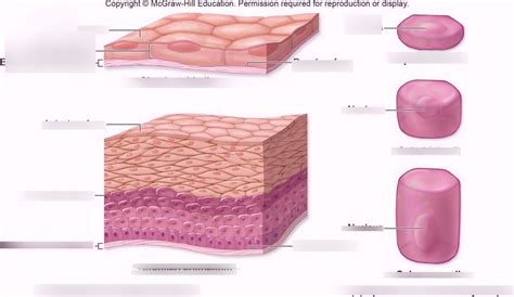 Classification Of Epithelia Diagram Quizlet