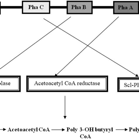 schematic representation of molecular basis for pha synthesis