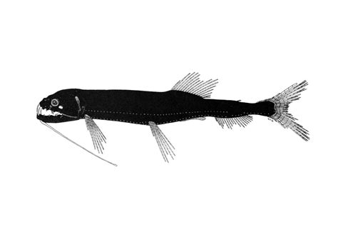 Stomiidae