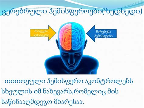 თავის ტვინი