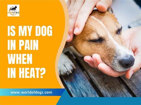 Is My Dog In Pain When In Heat Signs Symptoms And How To Help