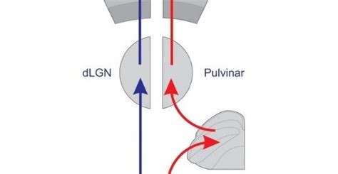 Primary Visual Cortex How Mammal Brains Process The Movement
