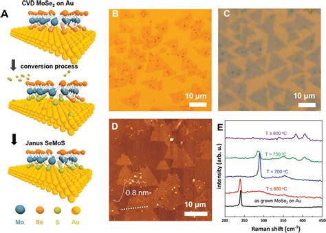 Synthesis And Microscopic Characterization Of Ml Janus Semos A
