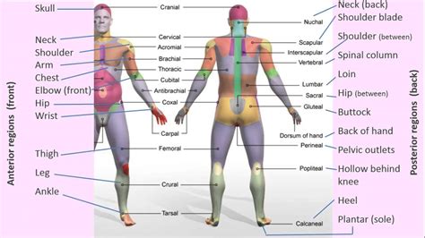 Anatomical Regions Of The Body Quiz At Michiko Durbin Blog