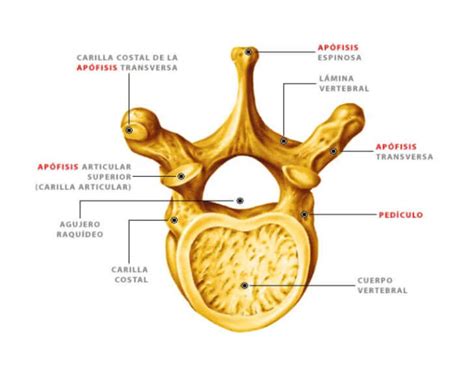 Apófisis Ecured