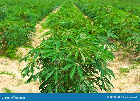 Cassava Field Stock Image Image Of Farm Rural Healthy 20923401