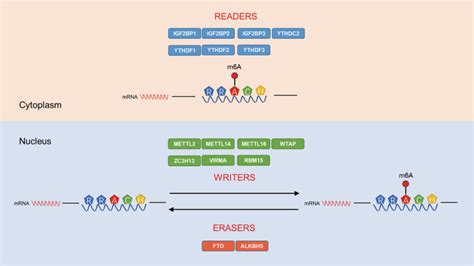 Potential Roles Of N6 Methyladenosine M6a In Immune Cells Pmc