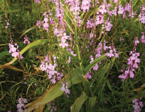 In Science Journals Science