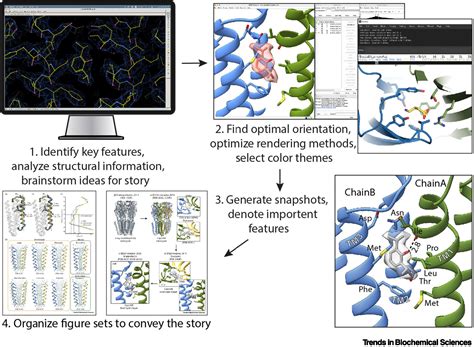 Which Macromolecule Provides Structural Support For Cell Membranes At