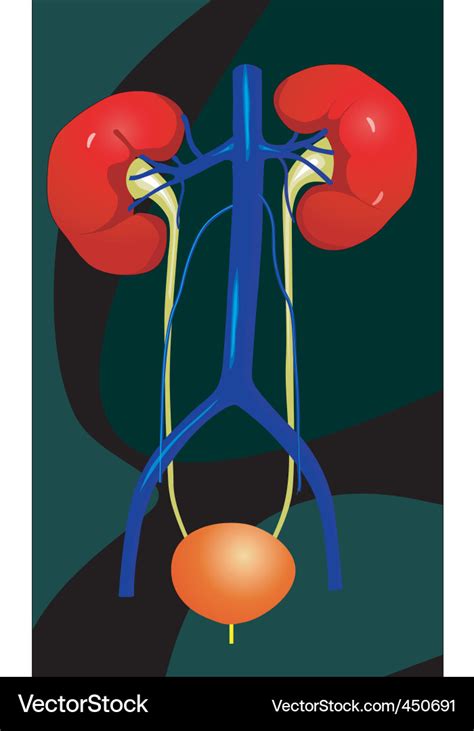Urinary System Royalty Free Vector Image Vectorstock