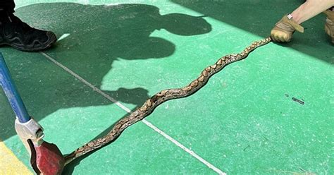 악어·표범 출현 해프닝…영주서 그물무늬비단뱀 발견