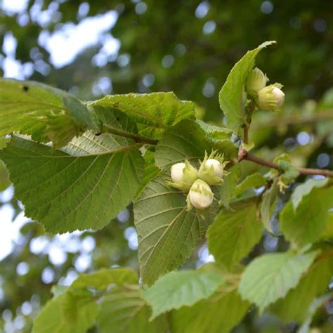 Hazelnut Plant