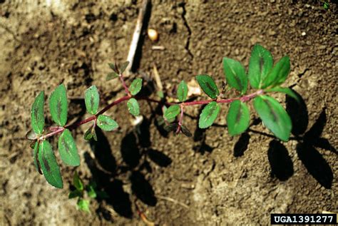 Differences In Annual And Perennial Weeds Stewarts Lawn
