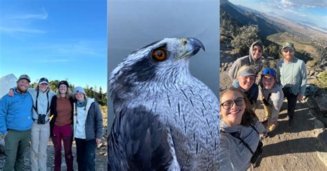 Migration Reports Hawkwatch International