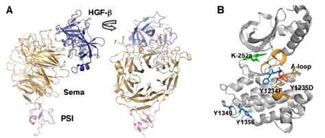 Crystal Structures For The Complex Of Hgf Chain And The Met Sema Download Scientific Diagram