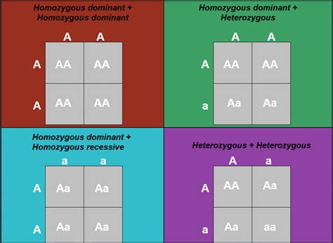 Punnett Squares Homozygous Vs Heterozygous Outcomes