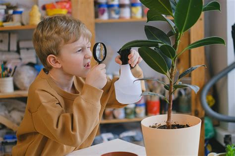가정 활동 고무나무 식물 과학 관수 식물 교육 나뭇잎 녹지 돋보기 무화과 탄성 발견 밝은 갈색 머리 보고 있는 소년 소프트 포커스 스프레이 병