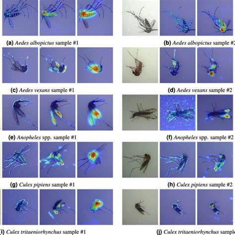Pdf Classification And Morphological Analysis Of Vector Mosquitoes Using Deep Convolutional