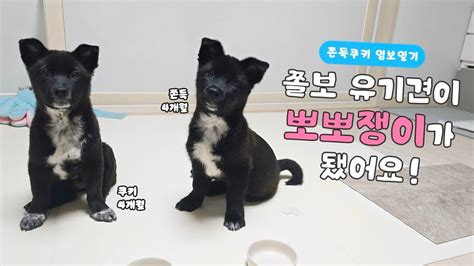 쫀득쿠키임보일기 3 ㅣ 임시보호가 유기견에게 중요한 이유ㅣ1인가구 임시보호 유기견임보 Youtube