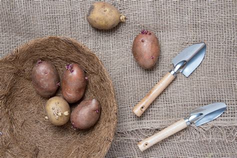 발아 감자 덩이줄기를 심는다 갈색 삼베 배경에 신선한 감자와 삽 플랫 레이 상단 보기 정원 시즌 봄 준비 0명에 대한 스톡 사진 및 기타 이미지 Istock