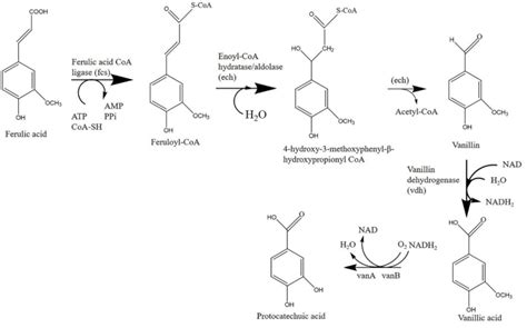 Bioconversion Route Of Ferulic Acid To Vanillin [49] Download