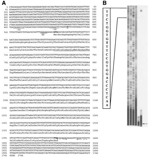 Structure Of The Chd1 Gene A Nucleotide Sequence The 17 Kb Psti