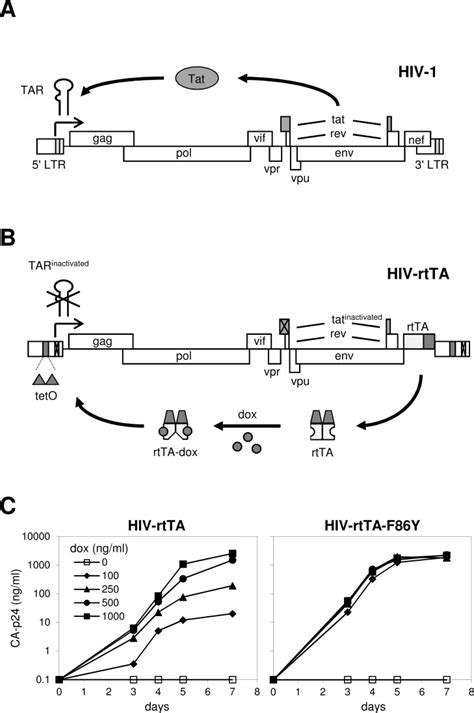 Tet On Systems For Doxycycline Inducible Gene Expression Pmc
