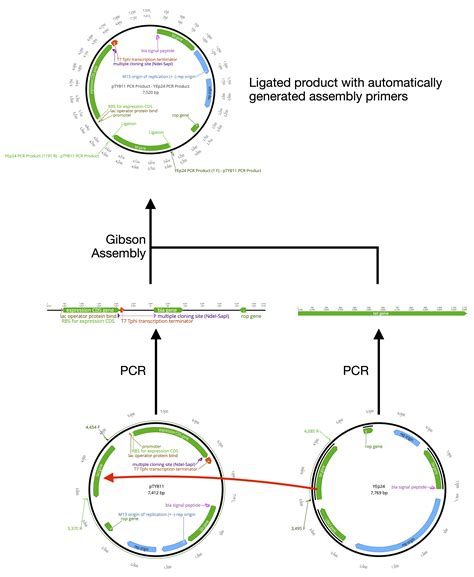 Gibson Assembly Results Virginia Igem 2024