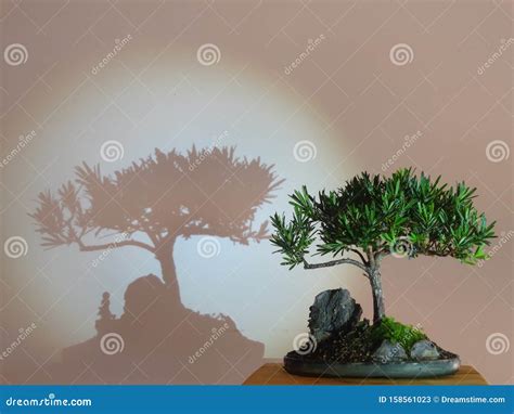 Bonsai Podocarpus Macrophyllus Stock Image Image Of Tree Market 158561023