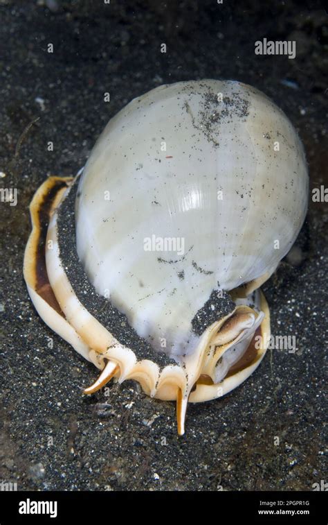Helmet Shell Helmet Snails Other Animals Marine Snails Snails