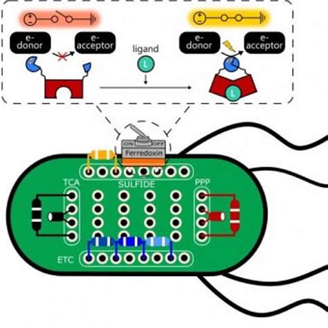 Electrical Protein And Useful Synthetic Biology Technologies Science 360°