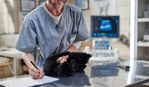 Optimizing Surgical Workflow In Veterinary Clinics Best Practices