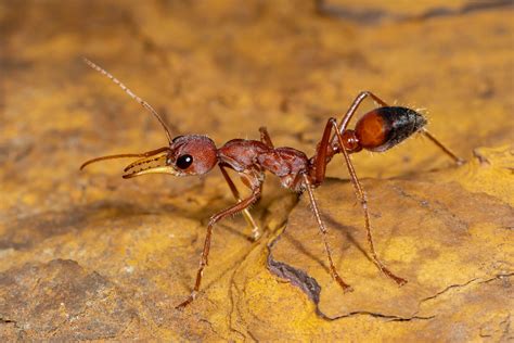 Bull Ant Ozpest Solutions