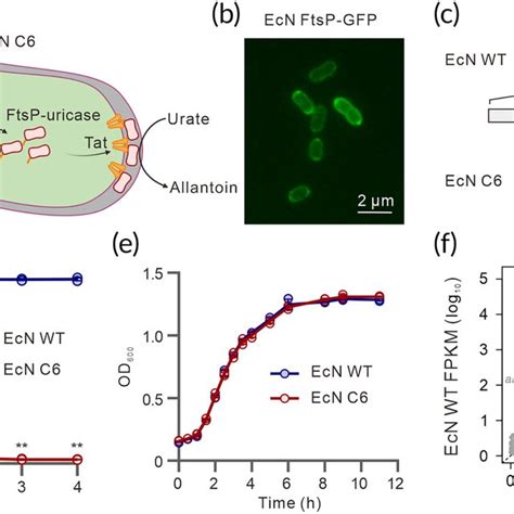 Periplasmic Expression Of Uricase In Engineered Ecn C6 To Degrade Urate
