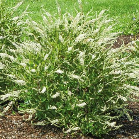 Summer Sparkler Clethra Shop Perennials Spring Hill Spring Hill