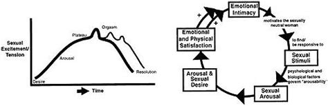 Sex 101 Understanding The Female Sexual Response LVRI NY