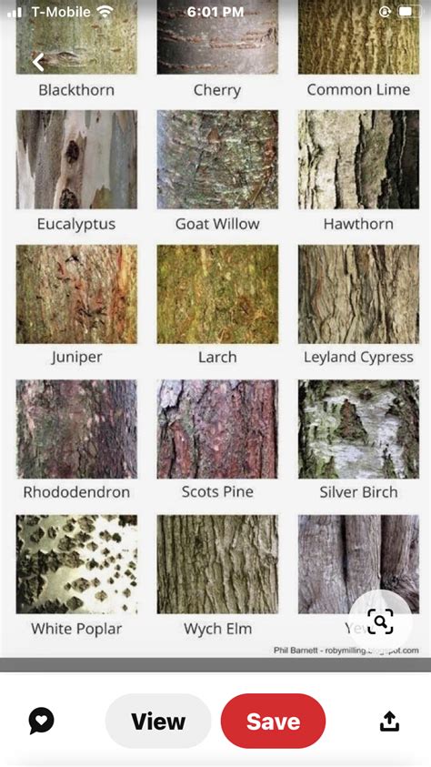 Bark Of Trees Artofit Bark Of Trees Artofit