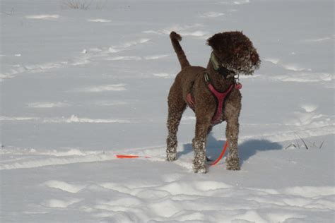 Lagotto Romagnolo Zucht Menden Italienische Wasserhunde Aus Dem Sauerland
