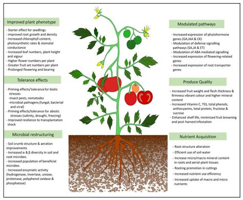 📢 Effect Of Seaweed Extract As Biostimulants In Agriculture Maryam